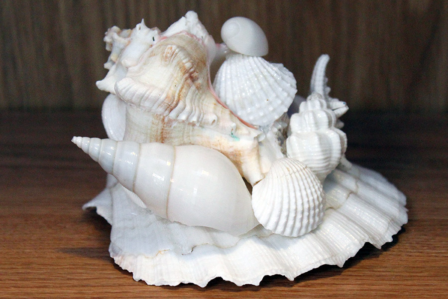 Shell Cornucopia - Kaleidoscope Baby